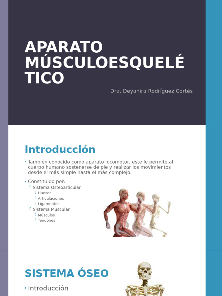 Sistema Musculo Esqueletico | PDF