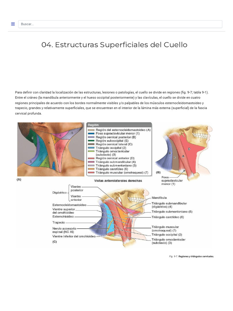 Estructuras Superficiales Del Cuello - Enfermería | PDF