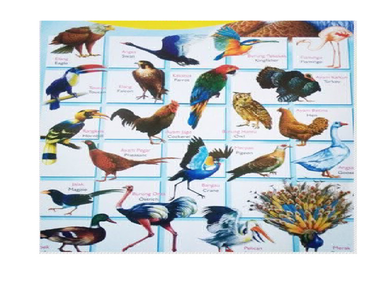 Macam Macam Burung | PDF