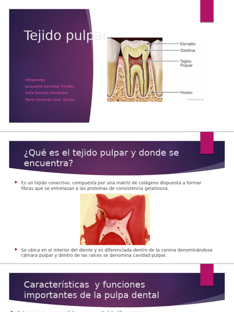 Tejido Pulpar-1 | PDF
