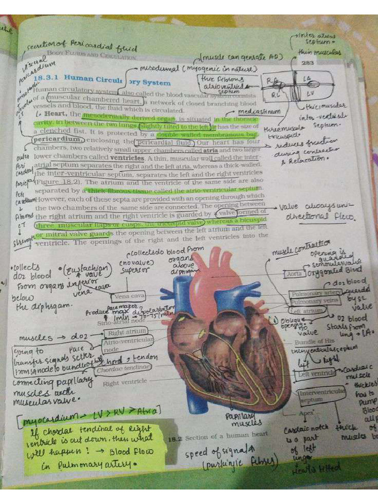Human Physiology Aesthetic Notes | PDF