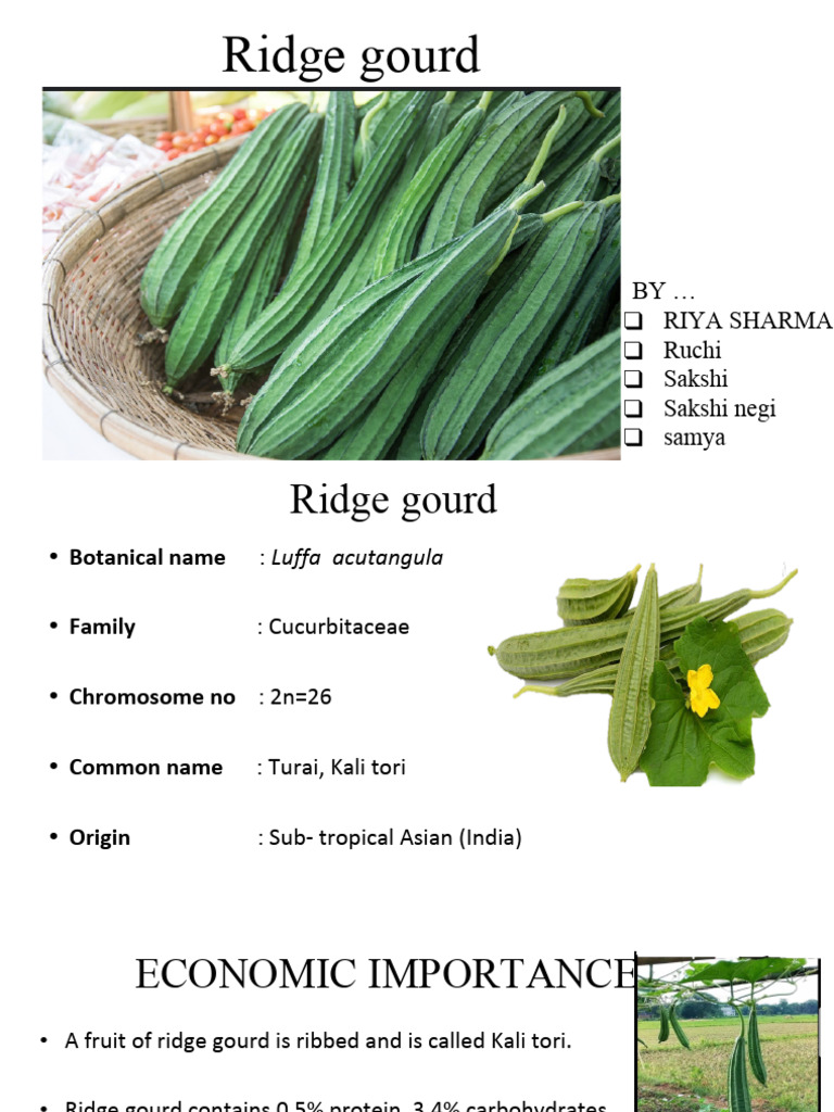 Ridge Gourd Cultivation Guide | PDF | Sowing | Home & Garden