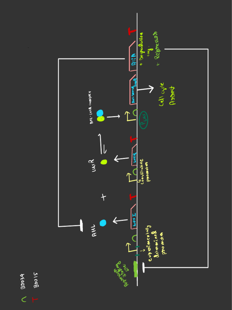 Qs System For Cell Cycle Control | PDF