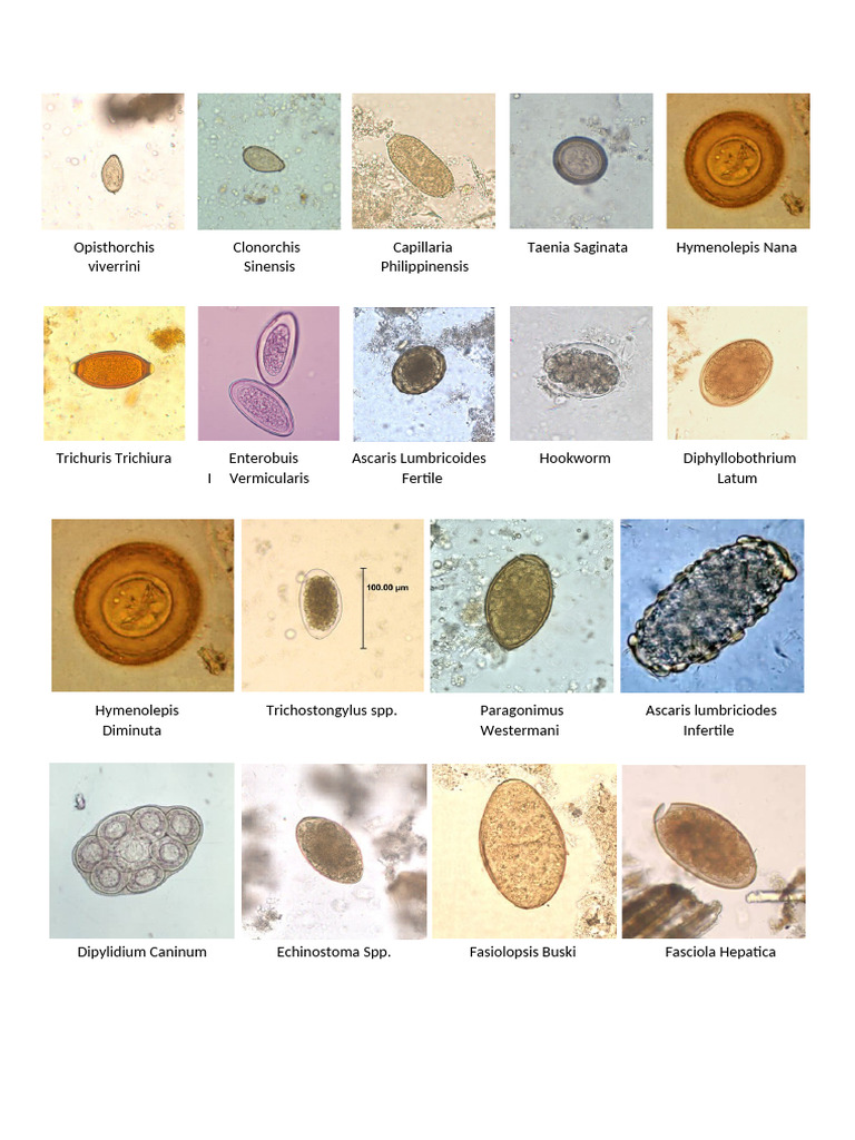 Stool Parasite | PDF