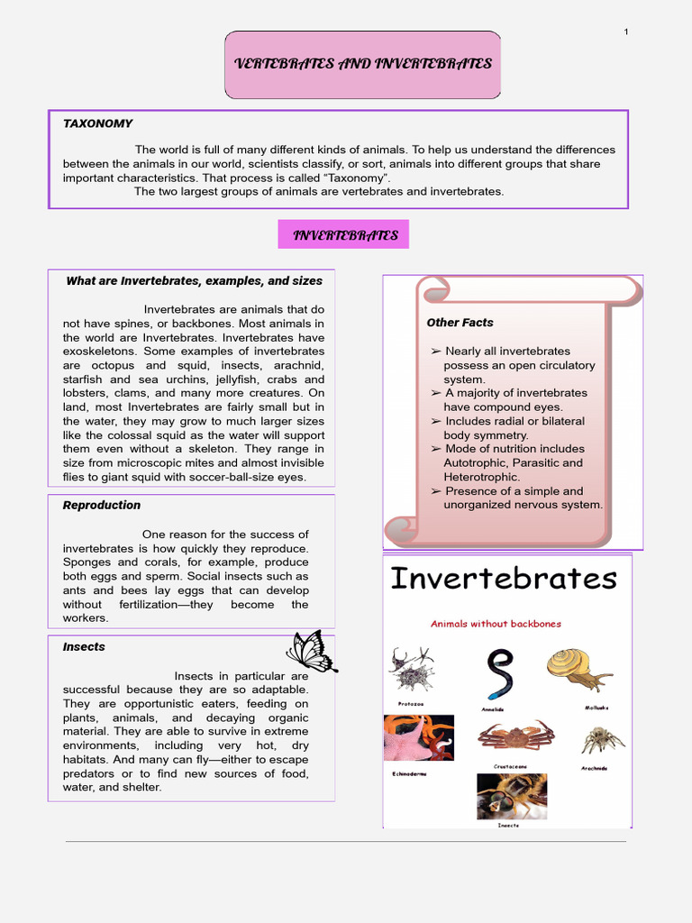 Vertebrates Vs Invertebrates | PDF