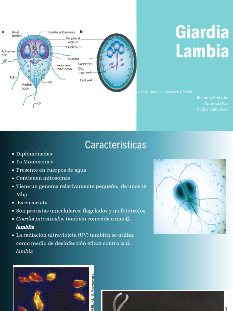 Giardia Lambia | PDF