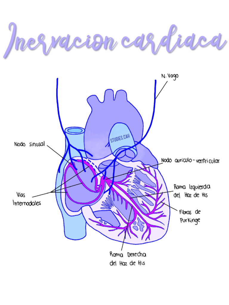 Inervación Del Corazón | PDF