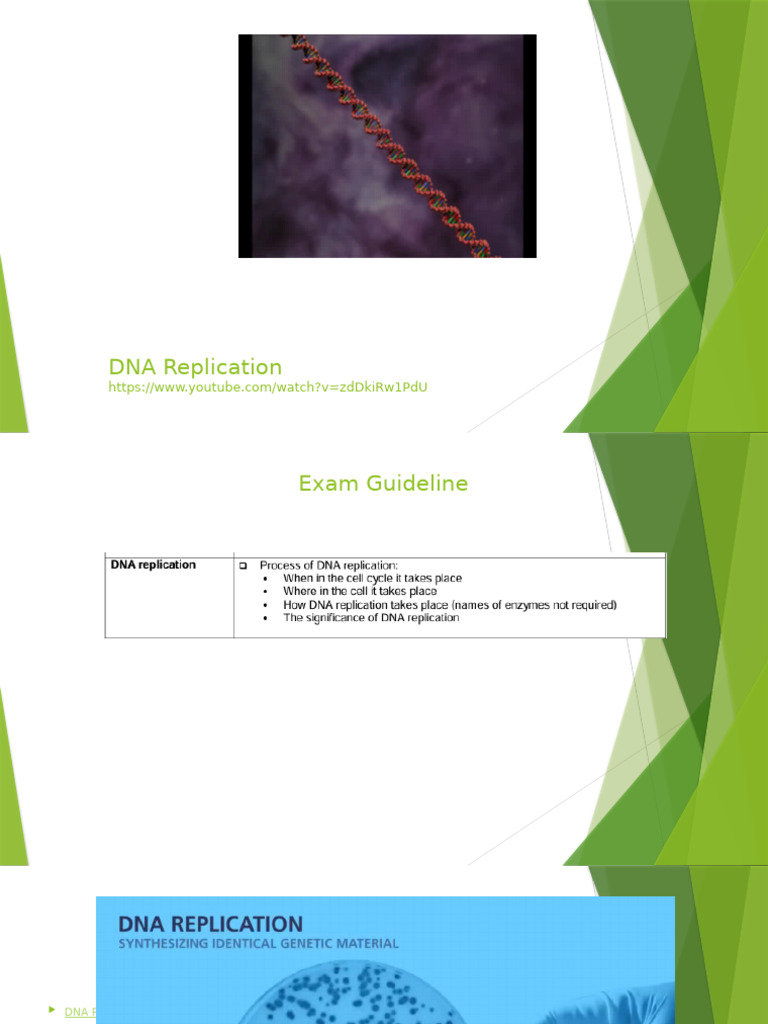 DNA Replication | PDF | Science & Mathematics