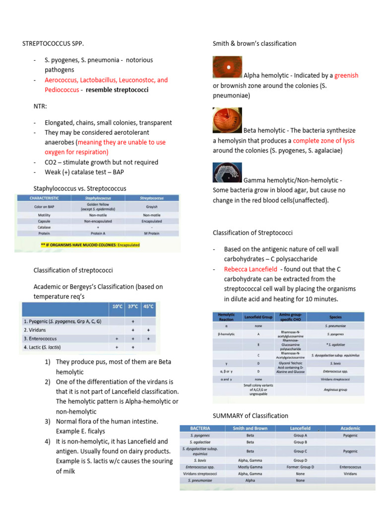 G Streptococcus | PDF