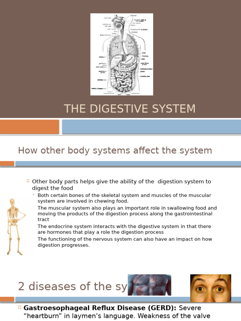 Digestive | PDF