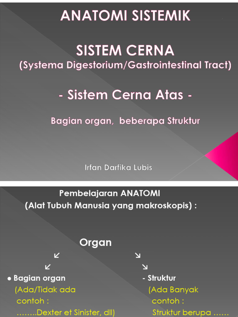 KP - 01 DR Irfan ANATOMI - Systema Digestorium (1) PDF | PDF