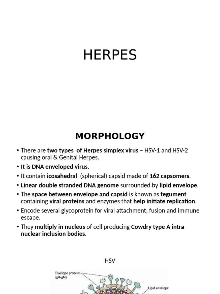 Herpes | PDF