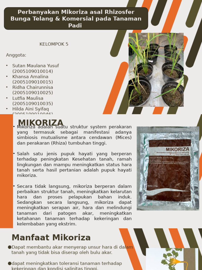 Mikoriza | PDF