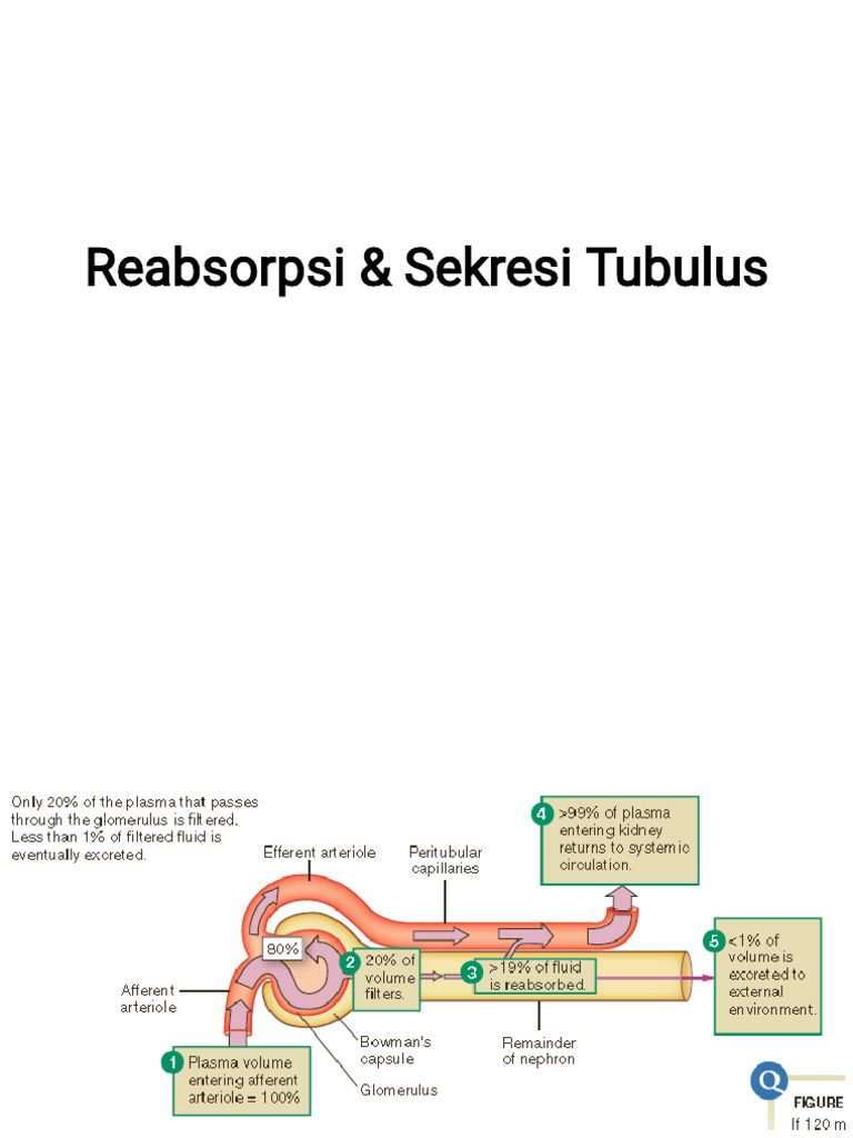 GUS1-K6 (FL-Reabsorpsi & Sekresi Tubulus) | PDF