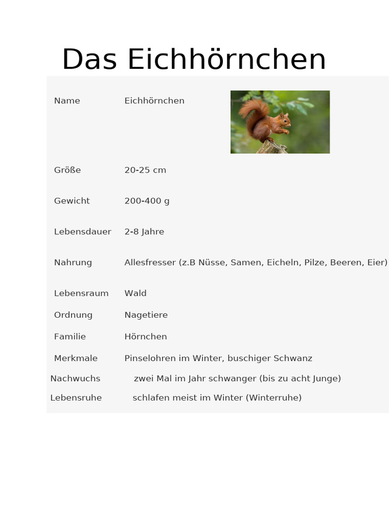 Eichhörnchen Steckbrief | PDF