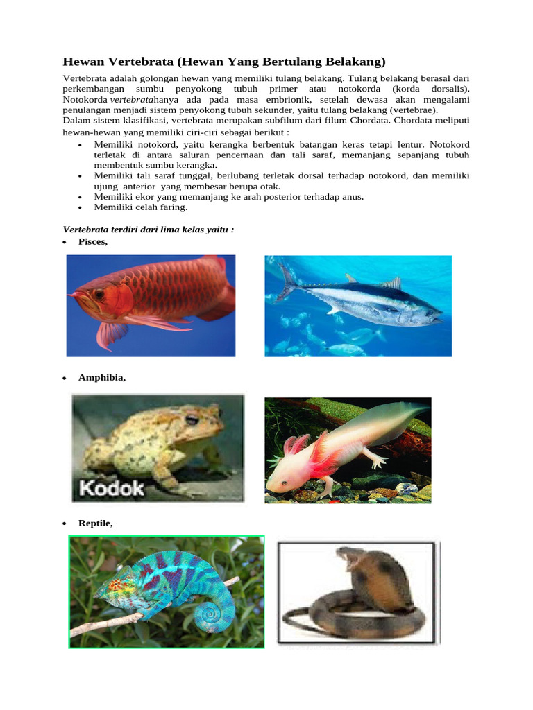 Hewan Vertebrata Dan Invertebrata | PDF