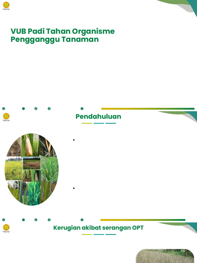 Vub Padi Tahan Opt | PDF