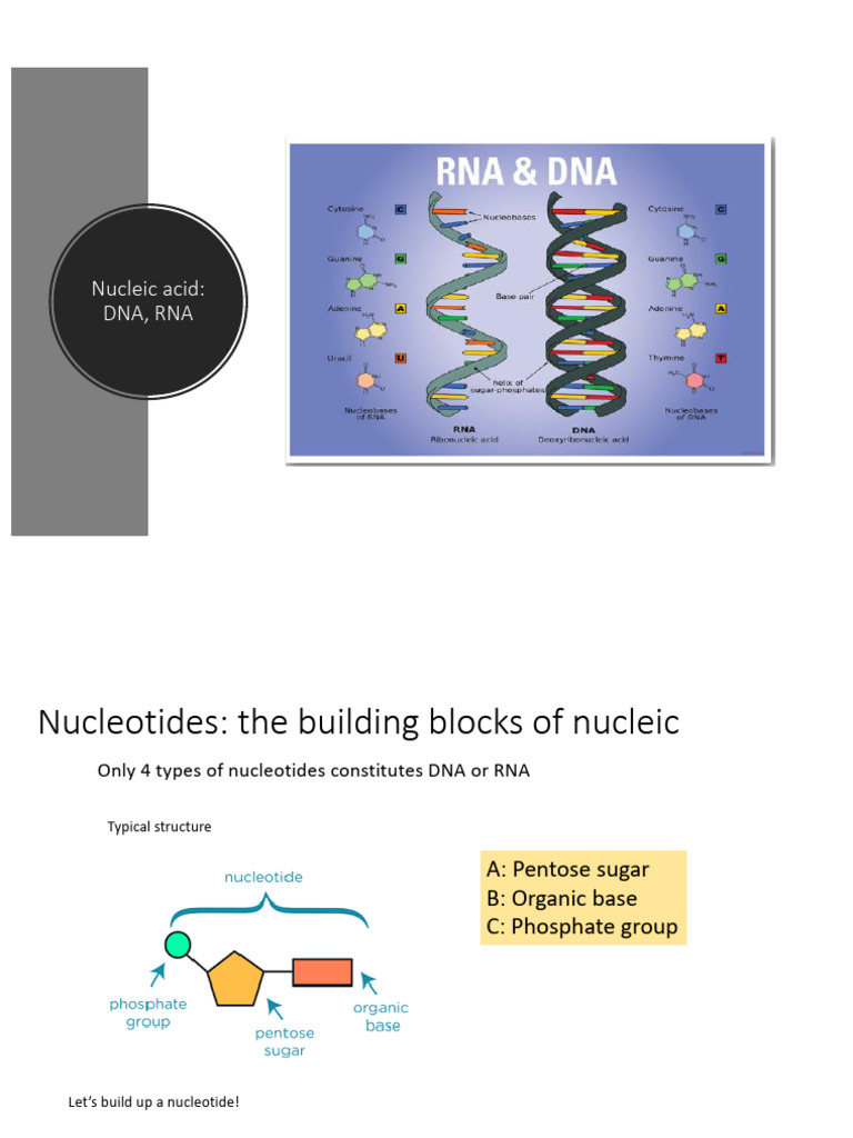 DNA & RNA: Building Blocks & Functions | PDF | Dna | Science & Mathematics