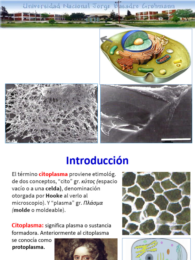 T11 Citoplasma y Citoesqueleto | PDF | Microtúbulos | Ciencia y matemáticas