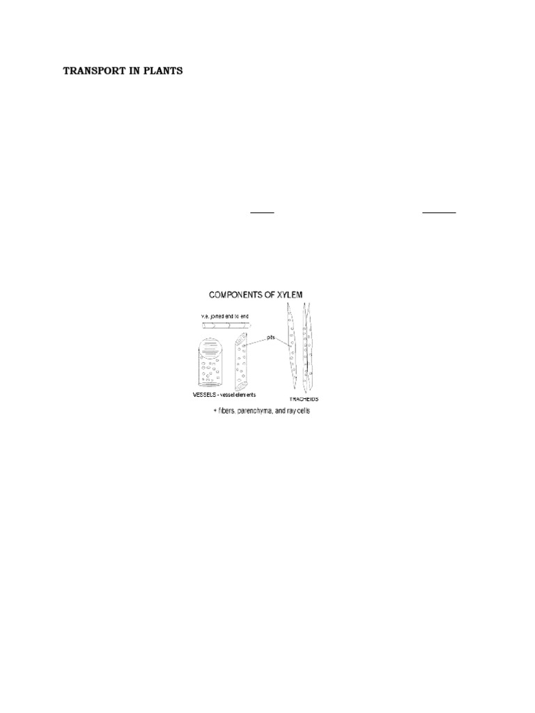 S.3.biology Transport in Plants | PDF