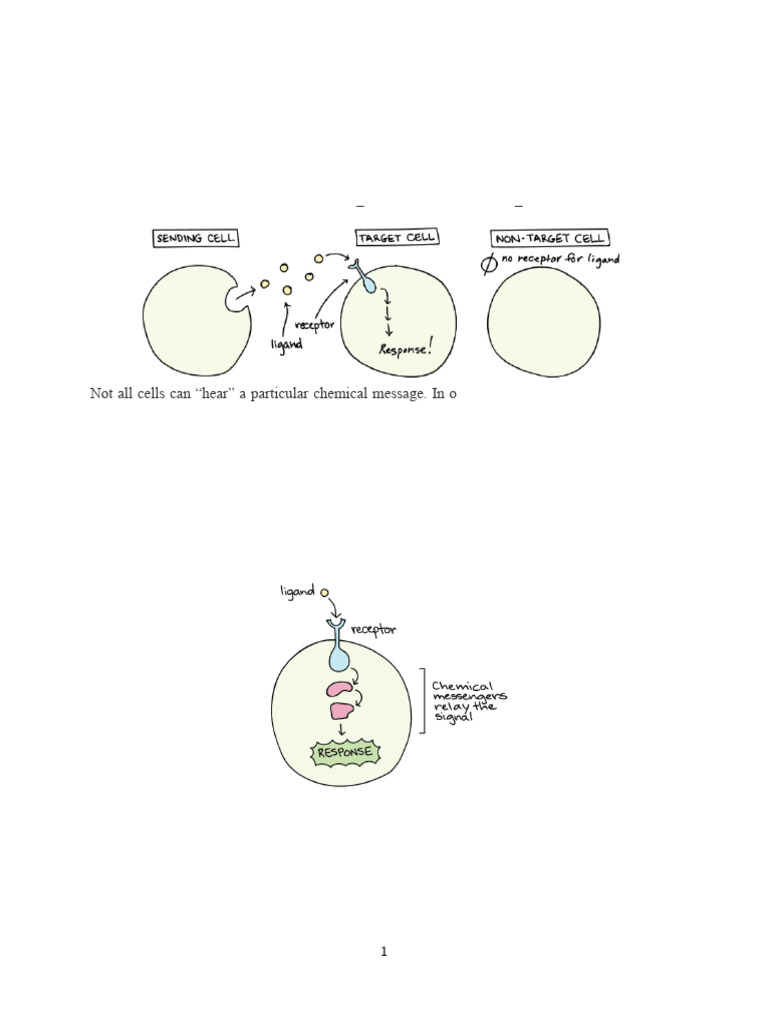 Cell Signaling and Communication | PDF