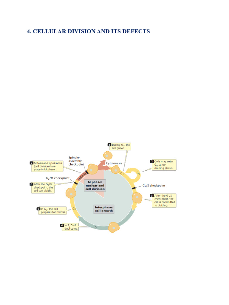 Cellular Division and Its Defects | PDF