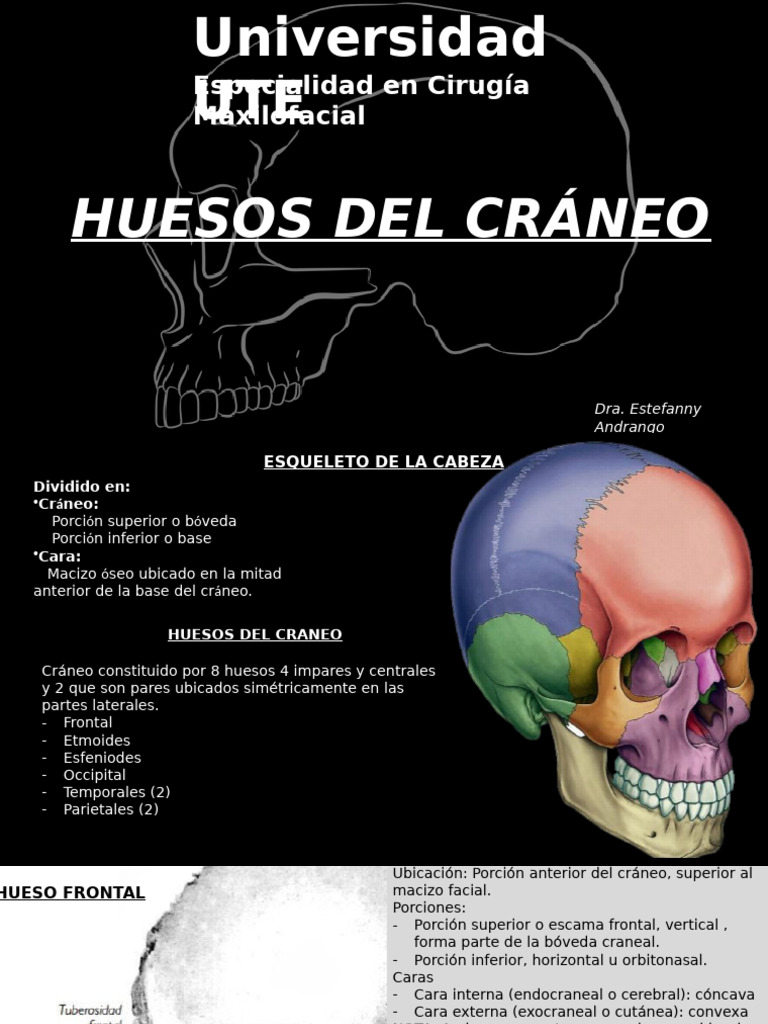 Huesos Del Craneo Pdf
