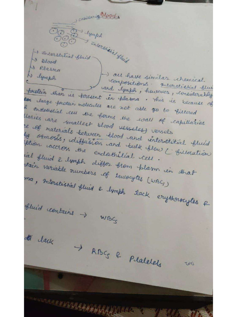 PP Anatomy Notes | PDF