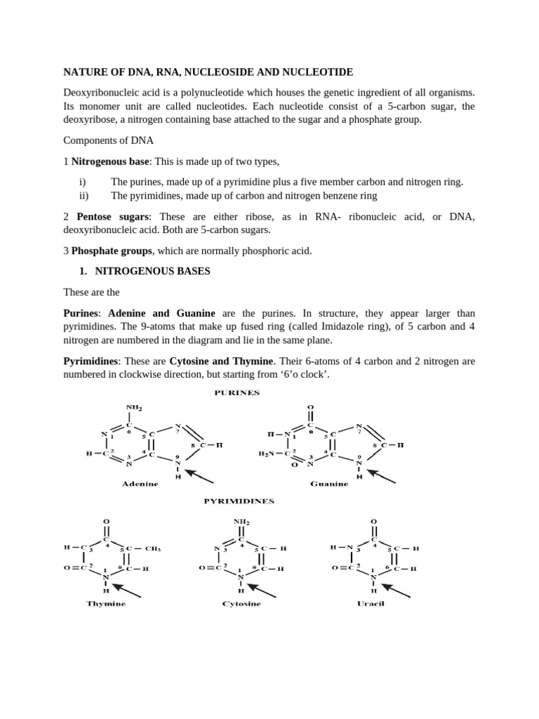 Enzymes Involved In Dna Replication Top Up Note Pdf