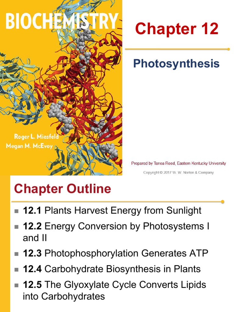 Photosynthesis 1&2sbs | PDF