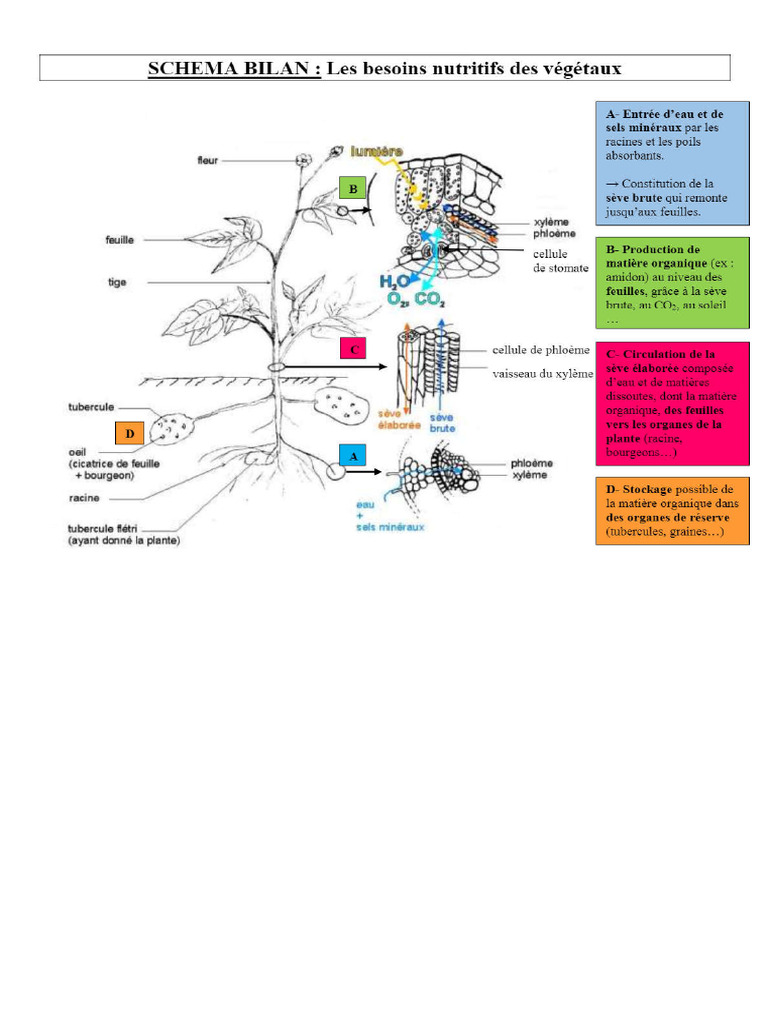 SCHEMA BILAN - Les Besoins Nutritifs Des Végétaux | PDF