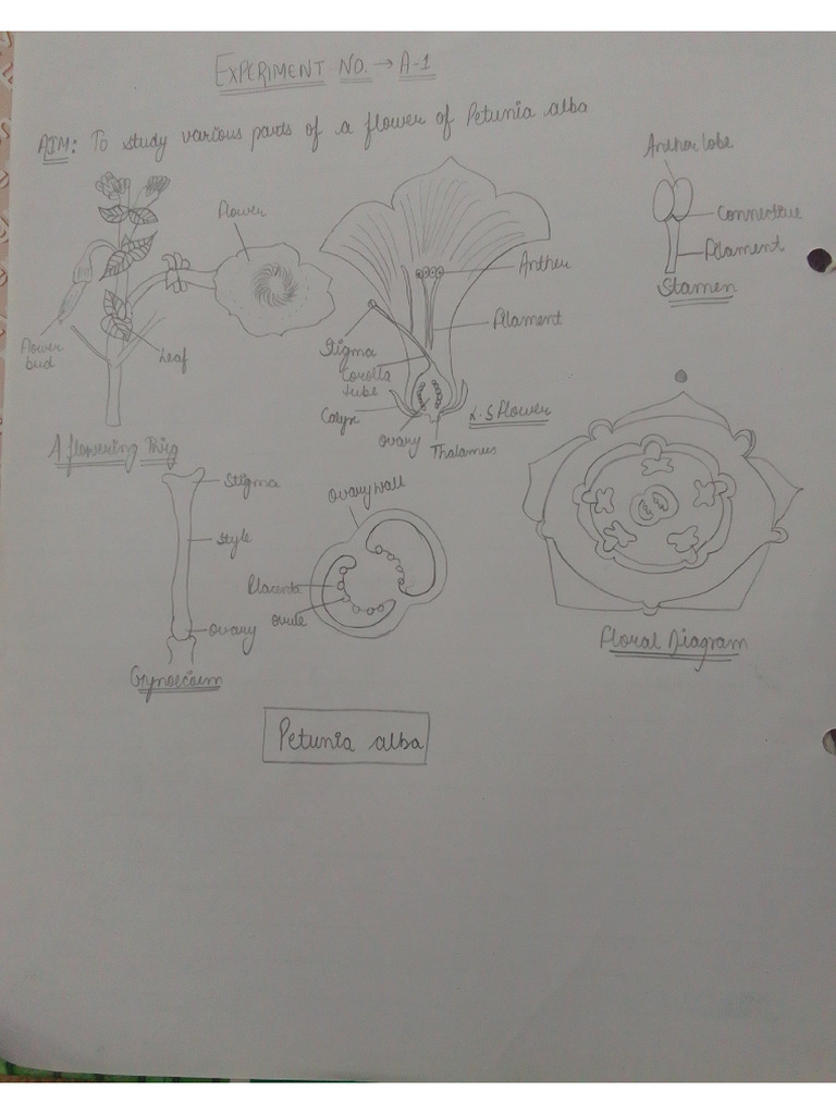 Bio Practical 1 | PDF