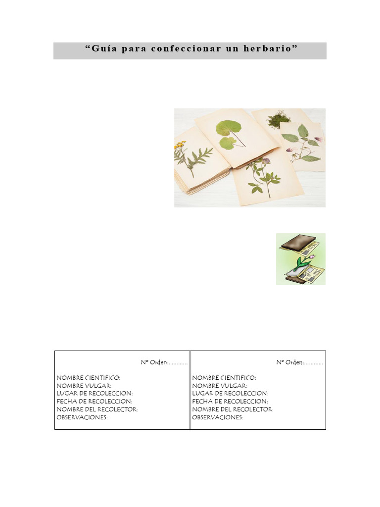 Guía Para Confeccionar Un Herbario Pdf