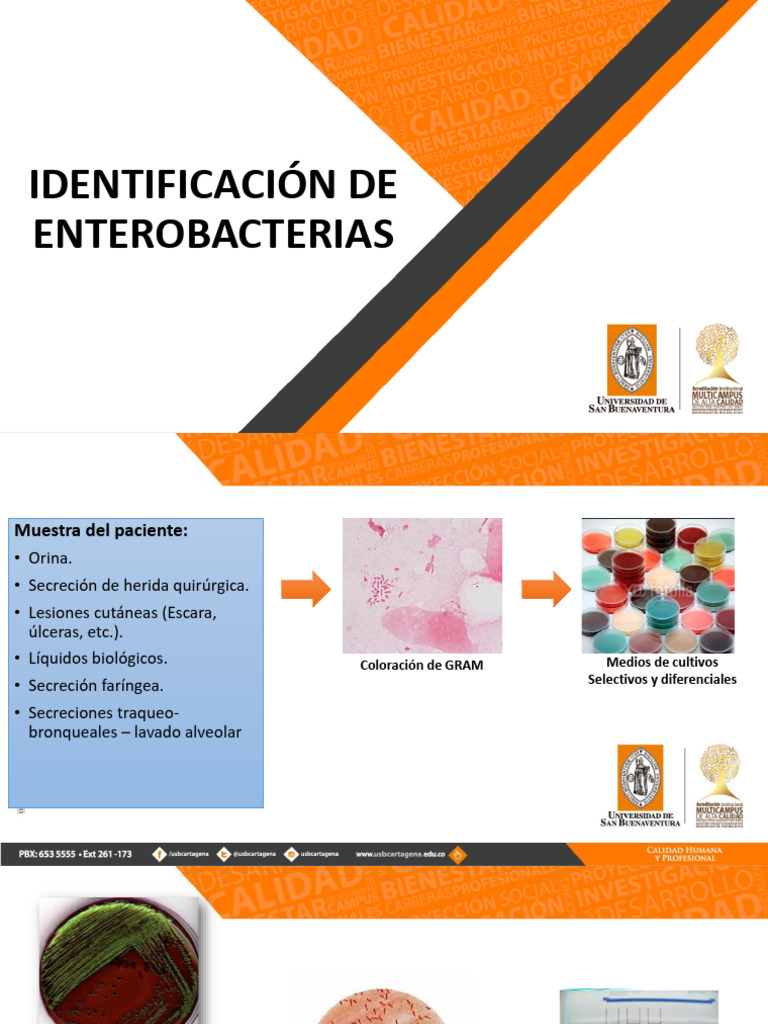 7 - Identificación Enterobacterias | PDF