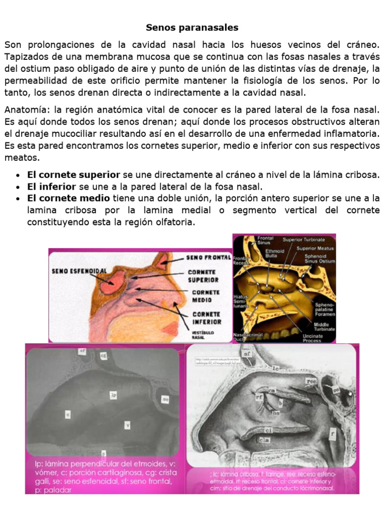 Senos Paranasales | PDF