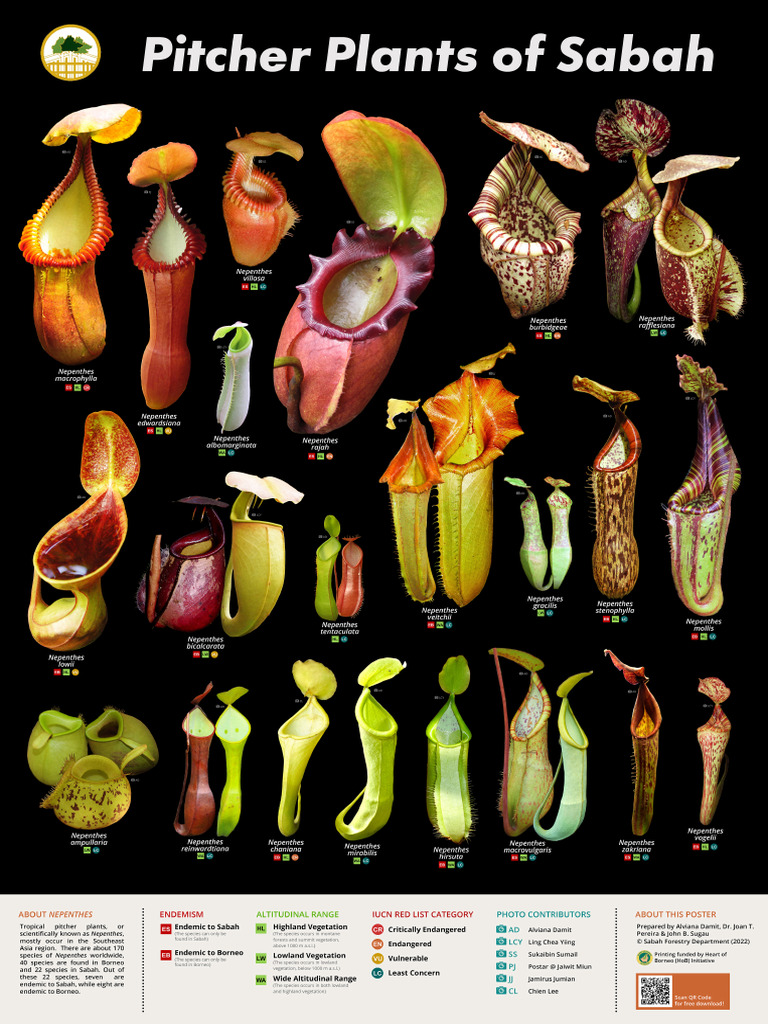 8 Pitcher Plants | PDF
