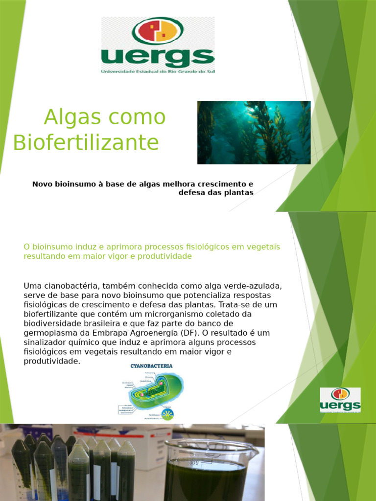 Algas Como Biofertilizante | PDF