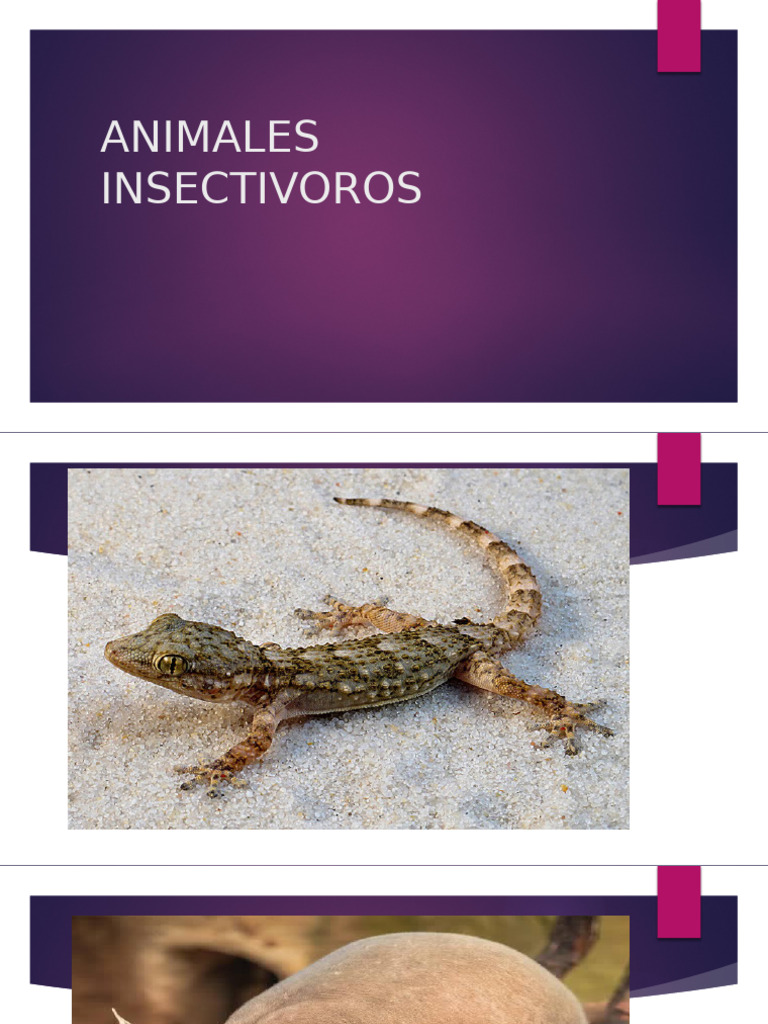 Animales Insectivoros | PDF