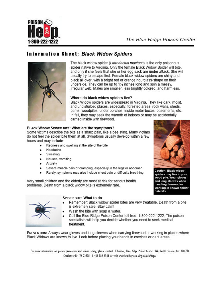 Spiders | PDF