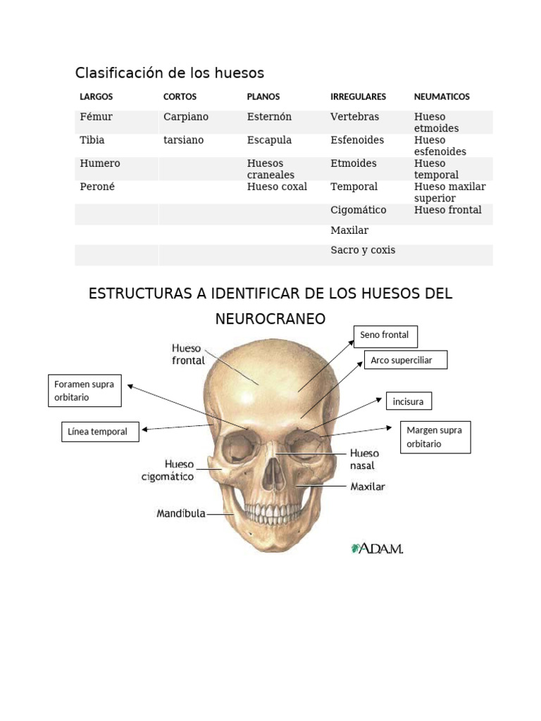 Clasificación de Los Huesos | PDF