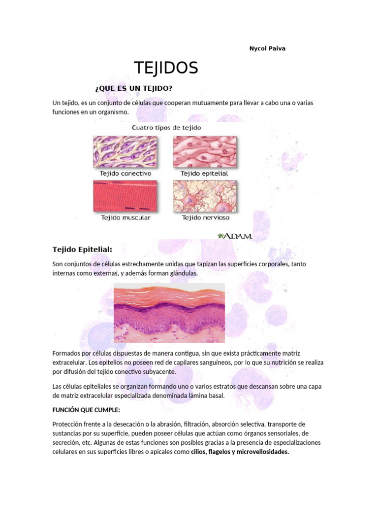 TEJIDOS | PDF