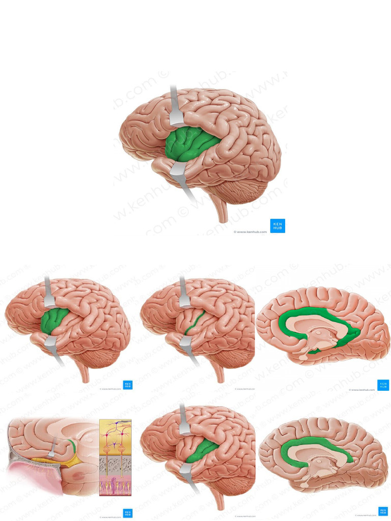 Lobo Insular 2 | PDF