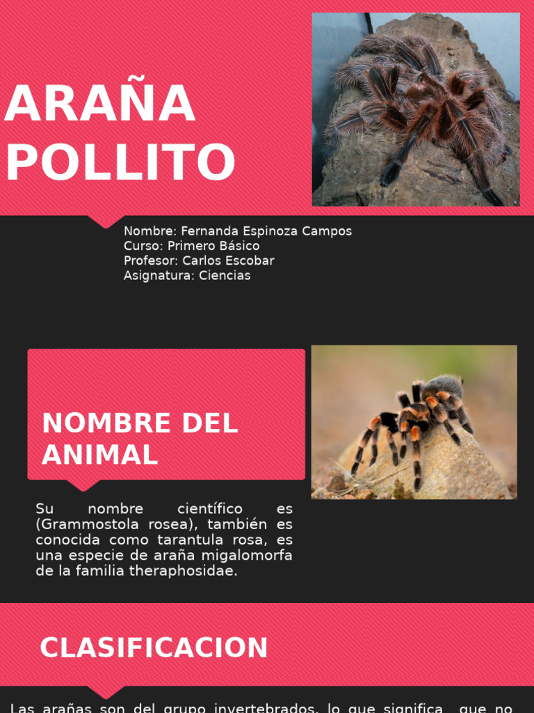 Araña Pollito | PDF