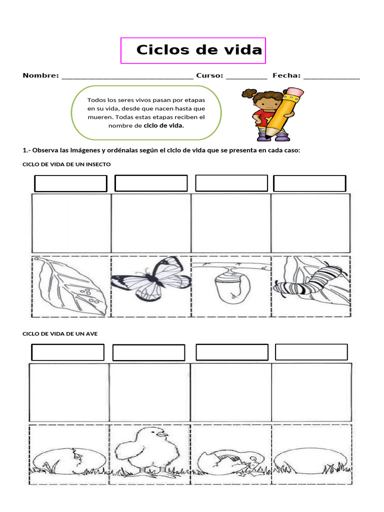 Guia Ciclo de Vida 2° | PDF