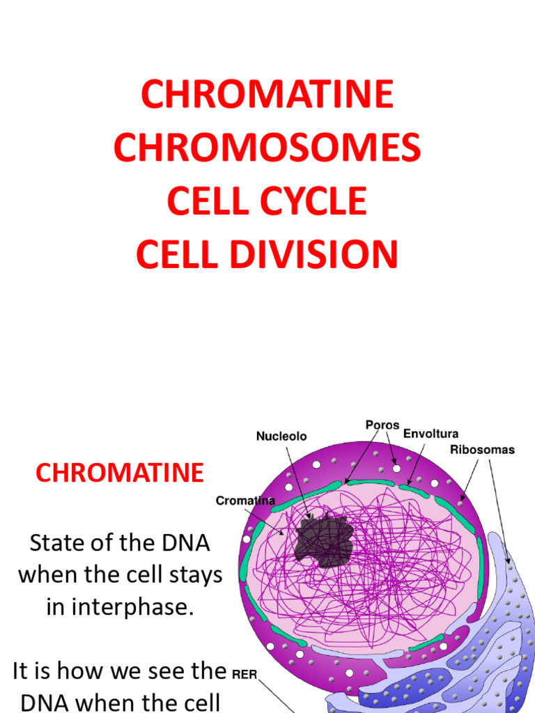 Chromatine - Chromosomes - Cell Cycle - Cell Division | PDF