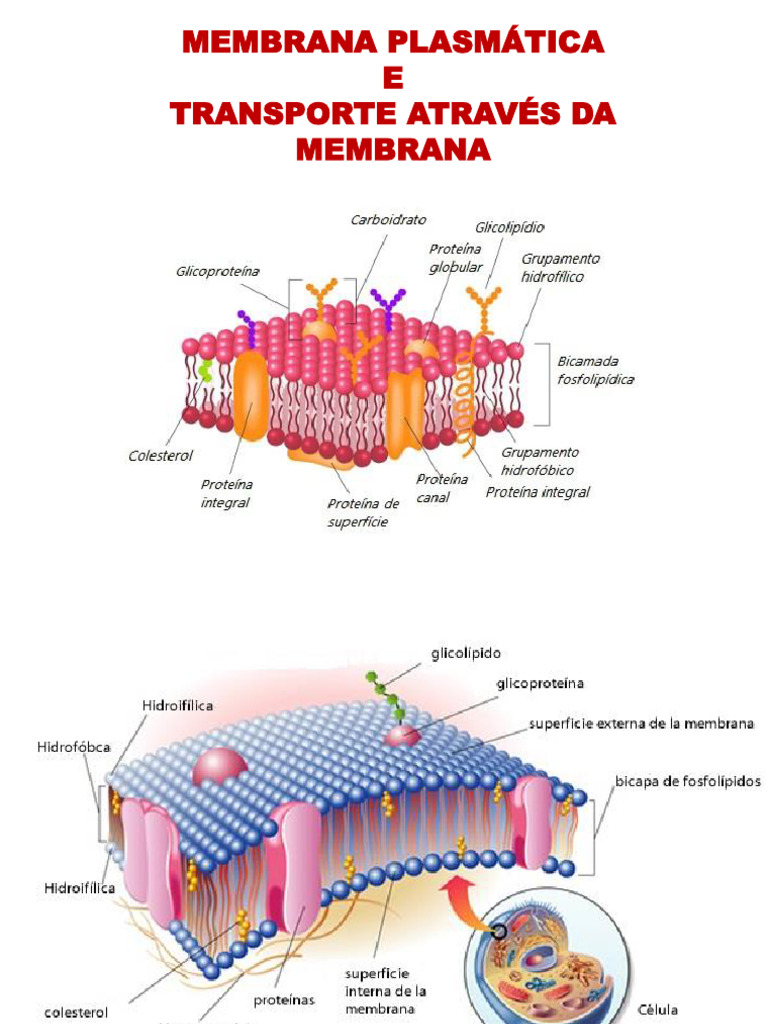 Membrana PlasmÃ¡tica | PDF