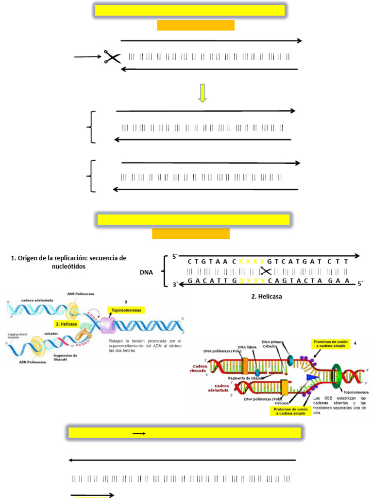 Replicación - Transcripción y Traducción | PDF