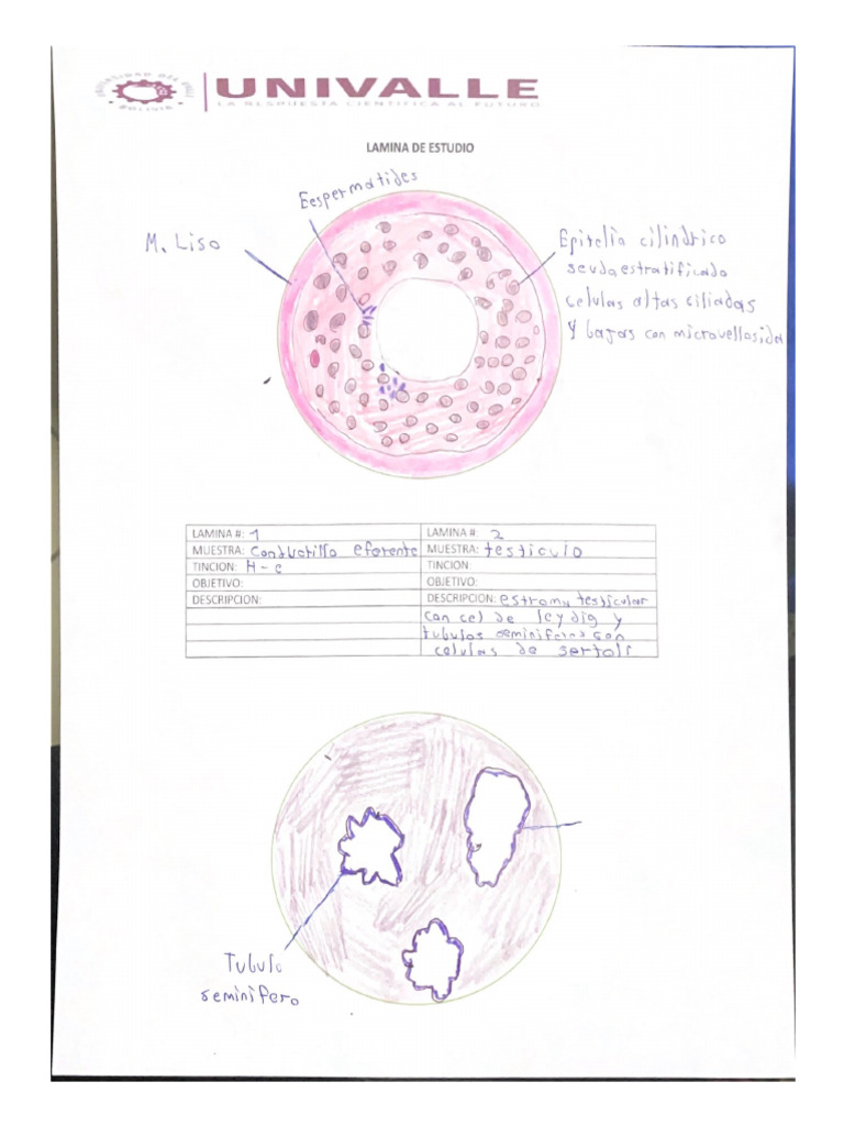 Lamina de Estudio | PDF