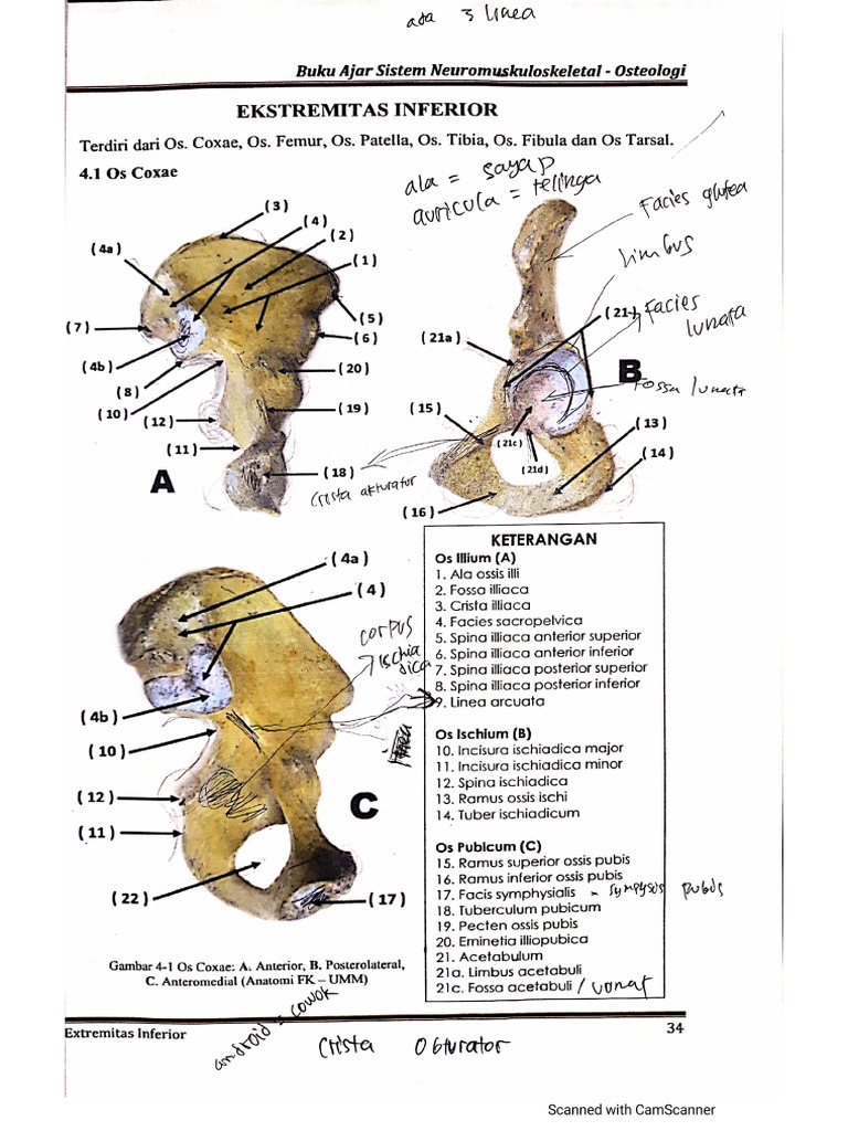 Extremitas Inferior | PDF