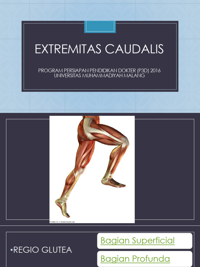 Extremitas Inferior1 | PDF
